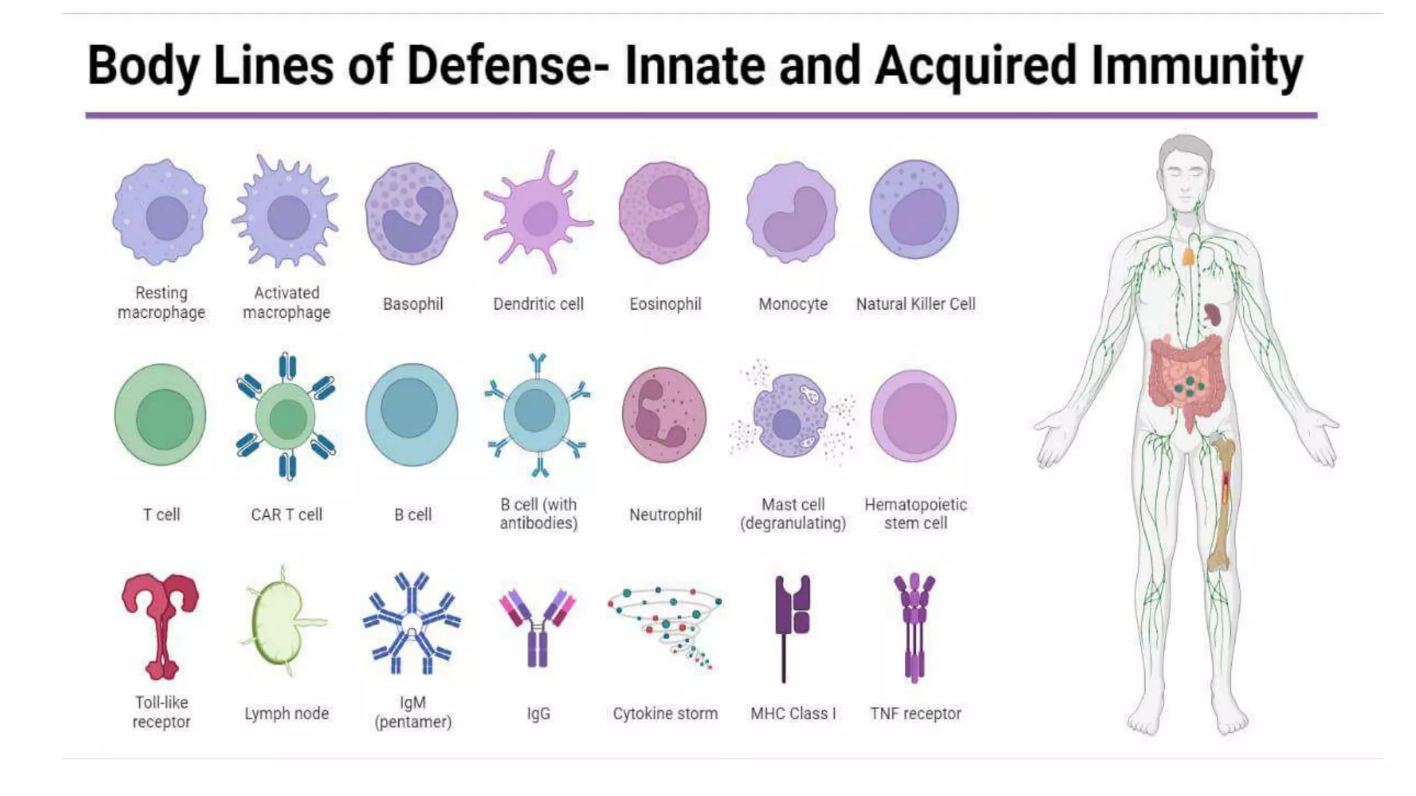 innate immunity.pptx