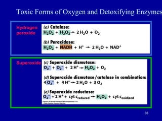 Lecture 3 bacterial nutrition and growth- | PPT