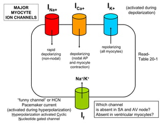 Lecture 3 cardiac electrophysiology part i | PPT