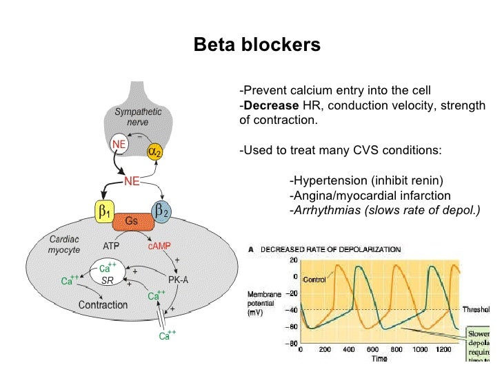 Lecture 3 cardiac electrophysiology part i