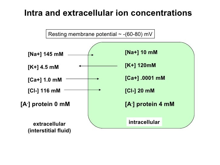 Lecture 3 cardiac electrophysiology part i
