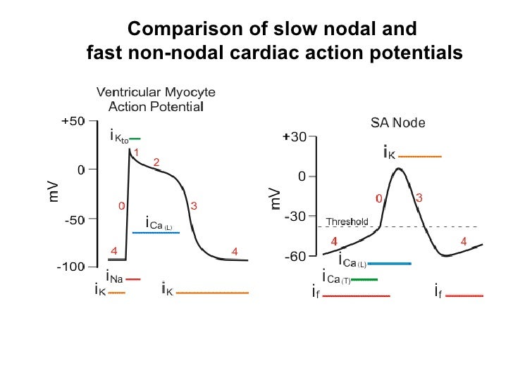 Lecture 3 cardiac electrophysiology part i