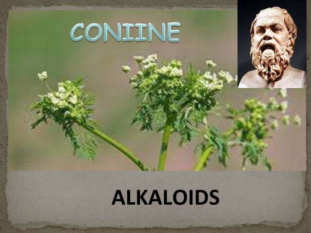 lecture#3-coniine.pptx | Chemistry | Science