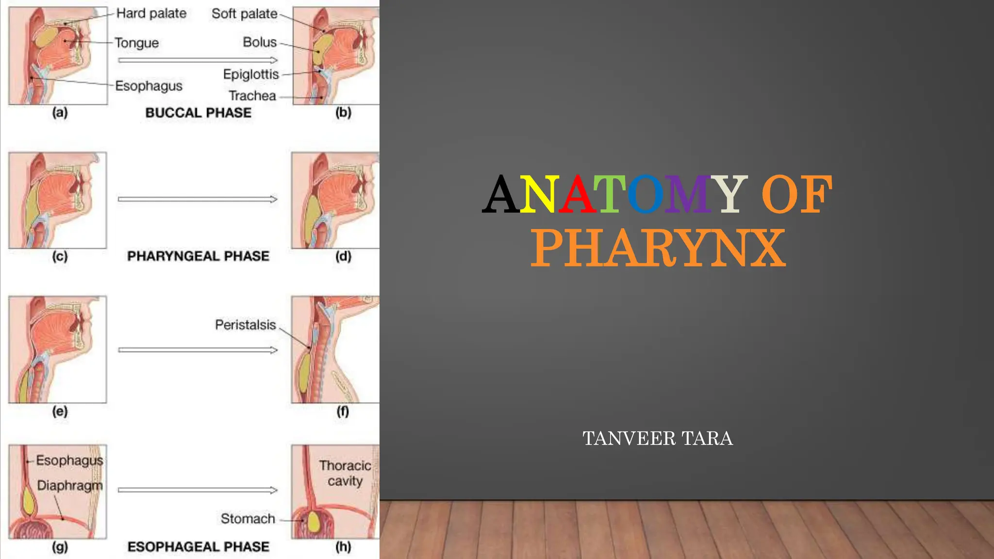 Lecture 3-Digestive System PHARYNX Oesphagus.pptx