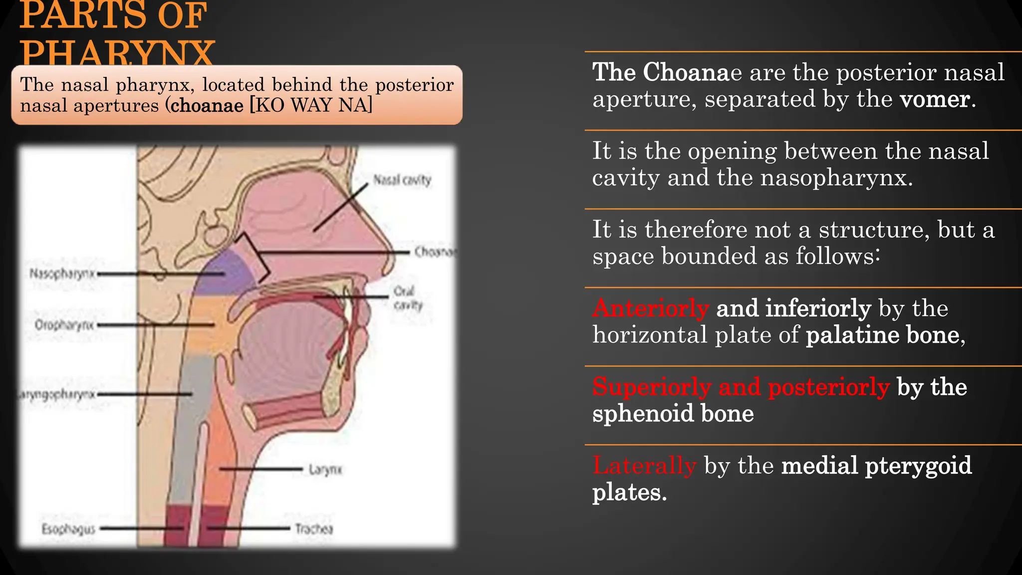 Lecture 3-Digestive System PHARYNX Oesphagus.pptx