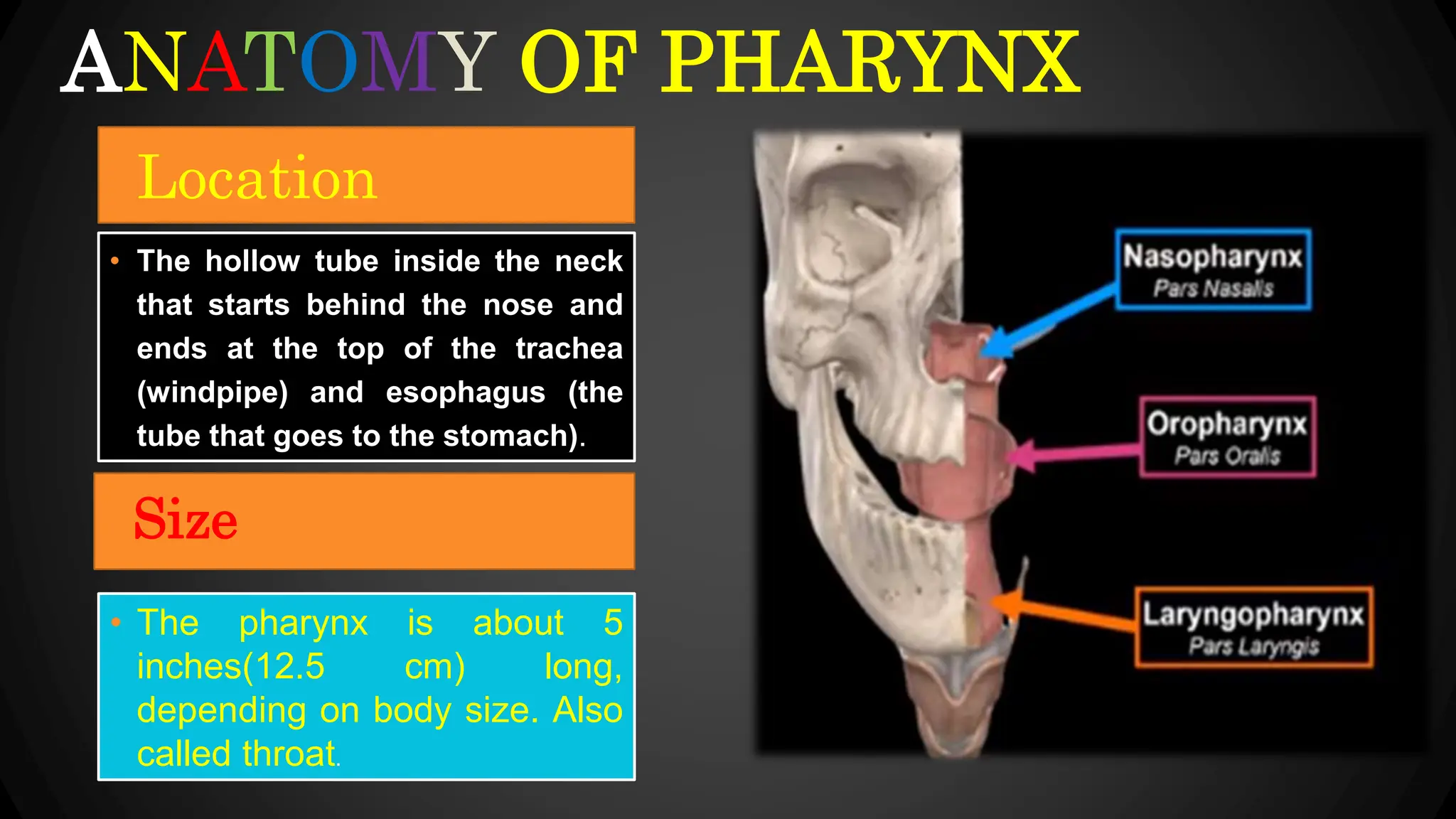 Lecture 3-Digestive System PHARYNX Oesphagus.pptx