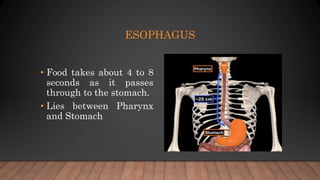 Lecture 3-Digestive System PHARYNX Oesphagus.pptx