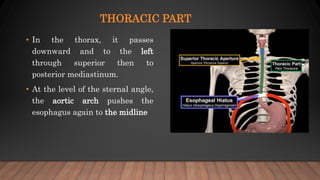 Lecture 3-Digestive System PHARYNX Oesphagus.pptx