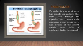 Lecture 3-Digestive System PHARYNX Oesphagus.pptx