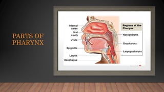 Lecture 3-Digestive System PHARYNX Oesphagus.pptx