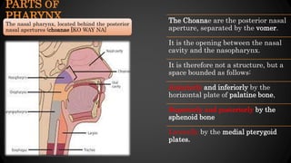 Lecture 3-Digestive System PHARYNX Oesphagus.pptx