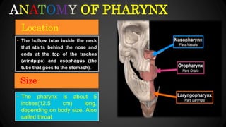 Lecture 3-Digestive System PHARYNX Oesphagus.pptx
