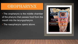 Lecture 3-Digestive System PHARYNX Oesphagus.pptx