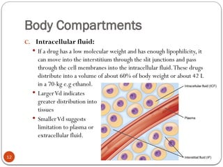 Pharmacokinetic Lecture - Distribution.pptx