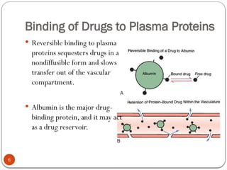 Pharmacokinetic Lecture - Distribution.pptx