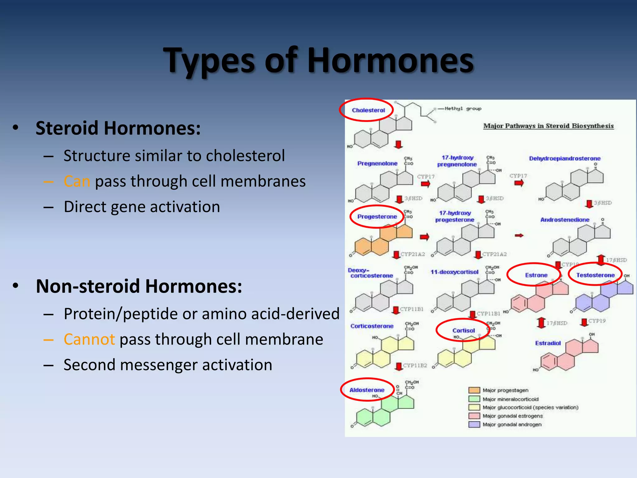 Lecture 3 exercise endocrinology | PPTX