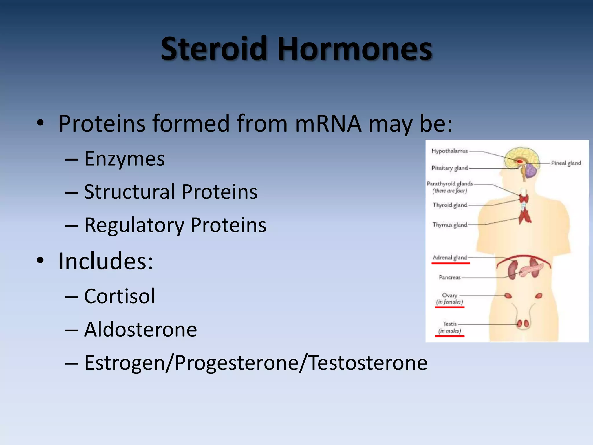 Lecture 3 exercise endocrinology | PPTX