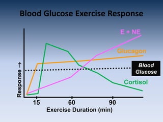 Lecture 3 exercise endocrinology | PPTX