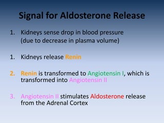 Lecture 3 exercise endocrinology | PPTX