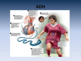 Lecture 3 exercise endocrinology | PPTX