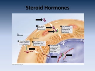 Lecture 3 exercise endocrinology | PPTX