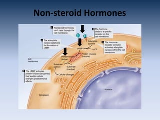 Lecture 3 exercise endocrinology | PPTX