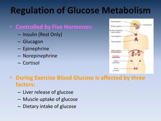 Lecture 3 exercise endocrinology | PPTX