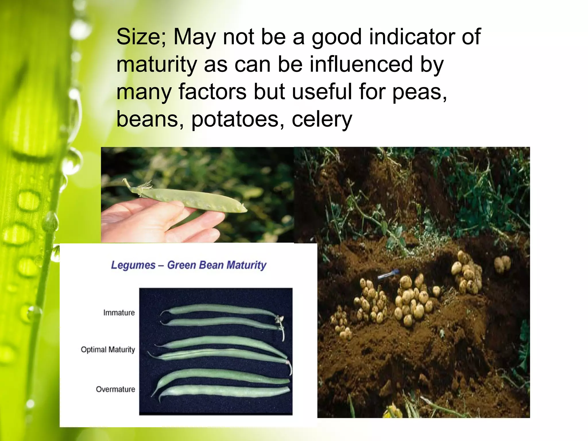 Lecture 3: Fruits and Vegetables Harvesting | PPT