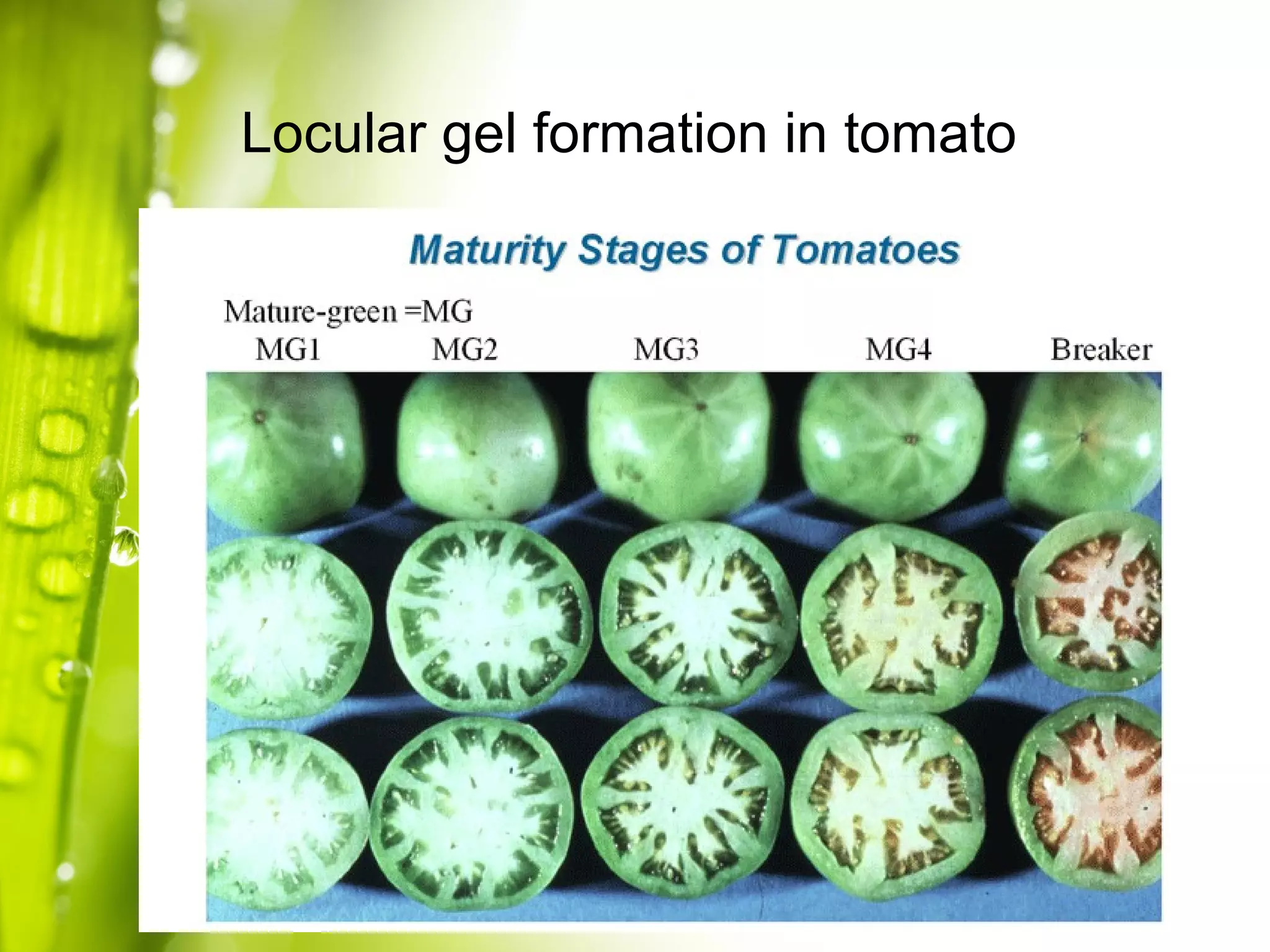 Lecture 3: Fruits and Vegetables Harvesting | PPT