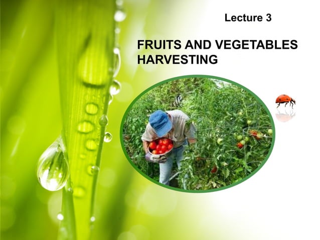 Lecture 3: Fruits and Vegetables Harvesting | PPT | Agriculture ...