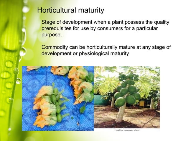 Lecture 3: Fruits and Vegetables Harvesting | PPT | Agriculture ...