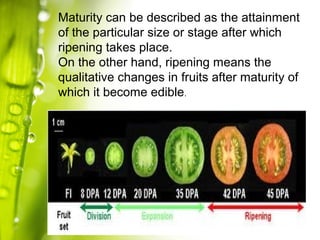 Lecture 3: Fruits and Vegetables Harvesting | PPT