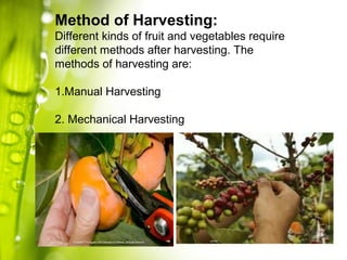 Lecture 3: Fruits and Vegetables Harvesting | PPT