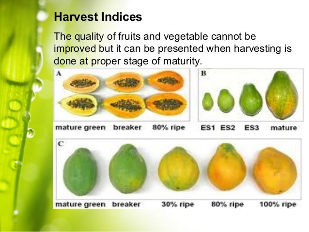 Lecture 3: Fruits and Vegetables Harvesting
