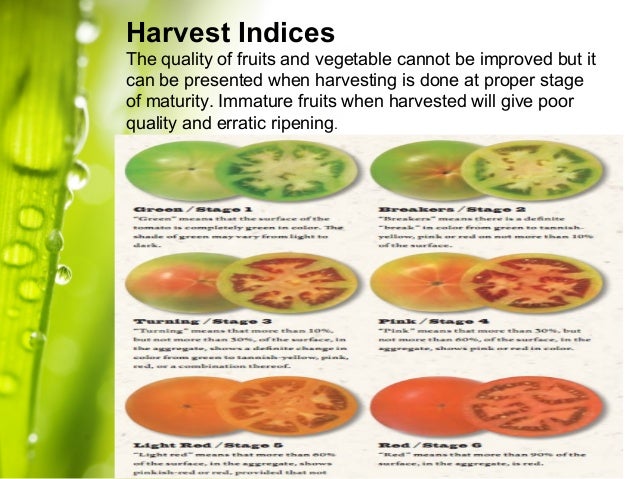 Vegetable Maturity Chart