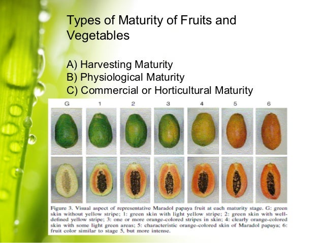 Lecture 3: Fruits and Vegetables Harvesting