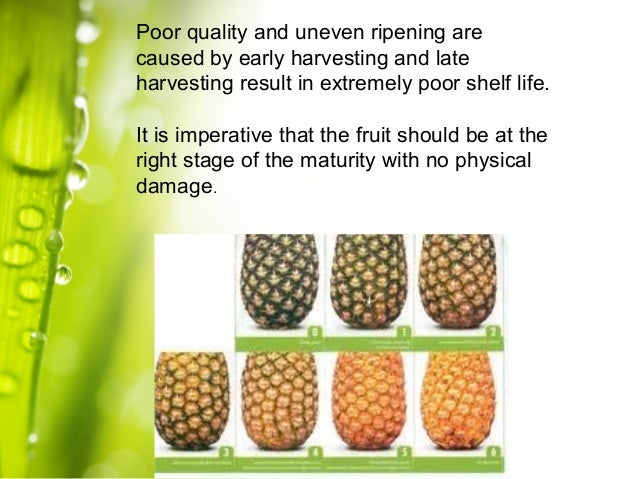 Polyploidy Or How Do We Get Seedless Fruit