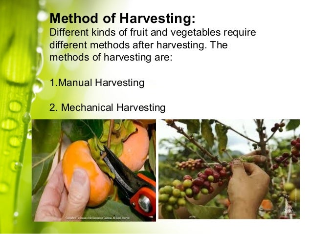 Lecture 3: Fruits and Vegetables Harvesting
