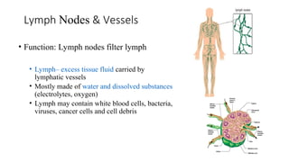Lecture 3- General immunology Immunity .ppt
