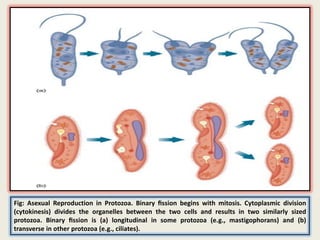 Lecture No 3--Life within single cell.pdf