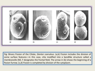 Lecture No 3--Life within single cell.pdf