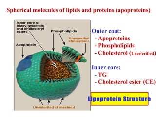 Lecture 3 lipoproteins metabolism- | PPT