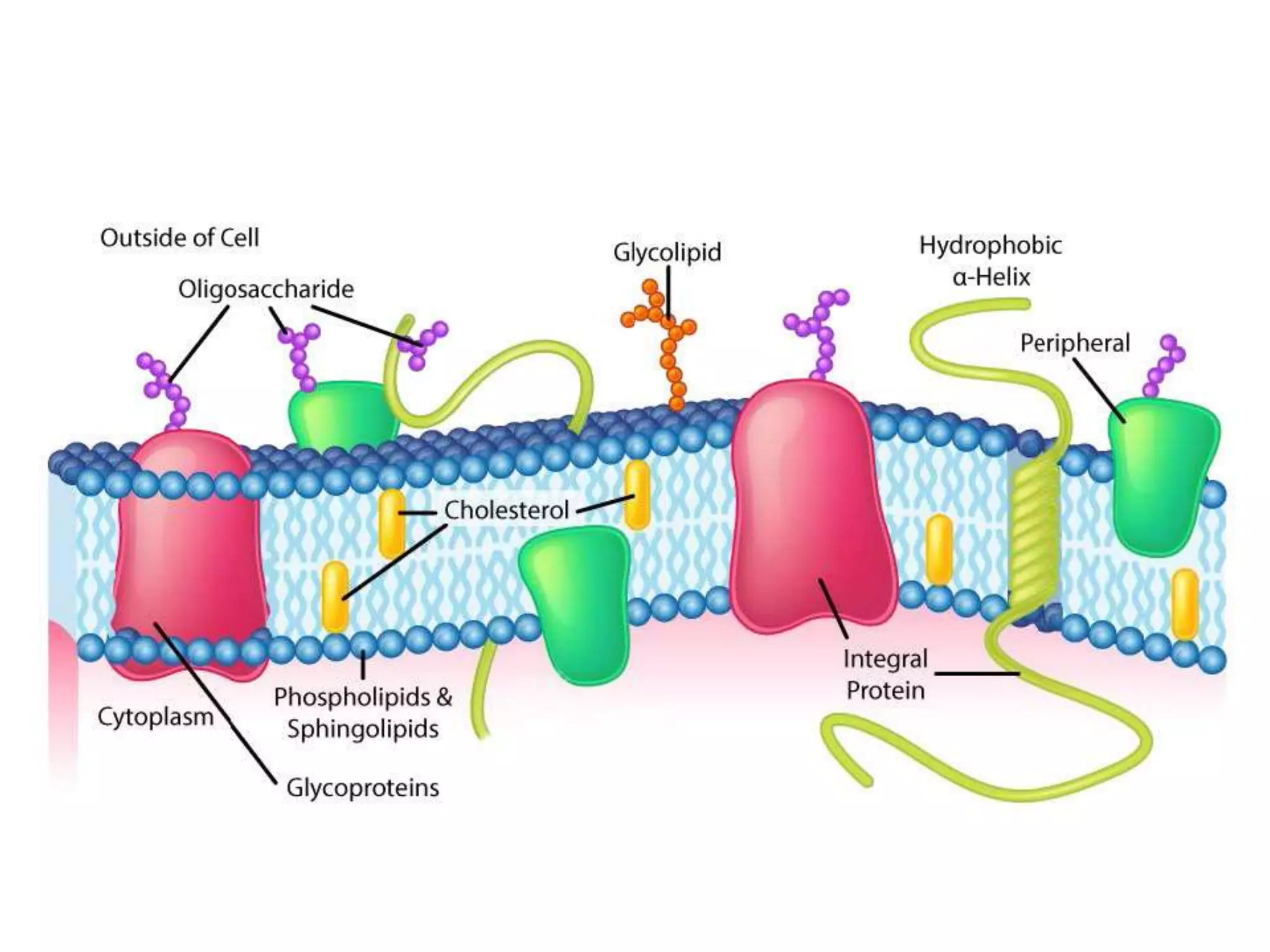 Cell Membrane Structure and Function.ppt