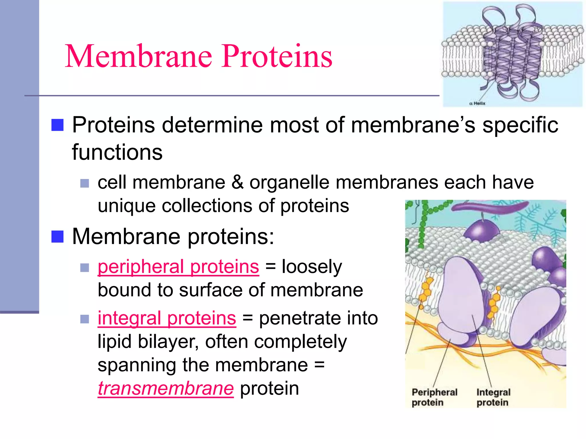 Cell Membrane Structure and Function.ppt