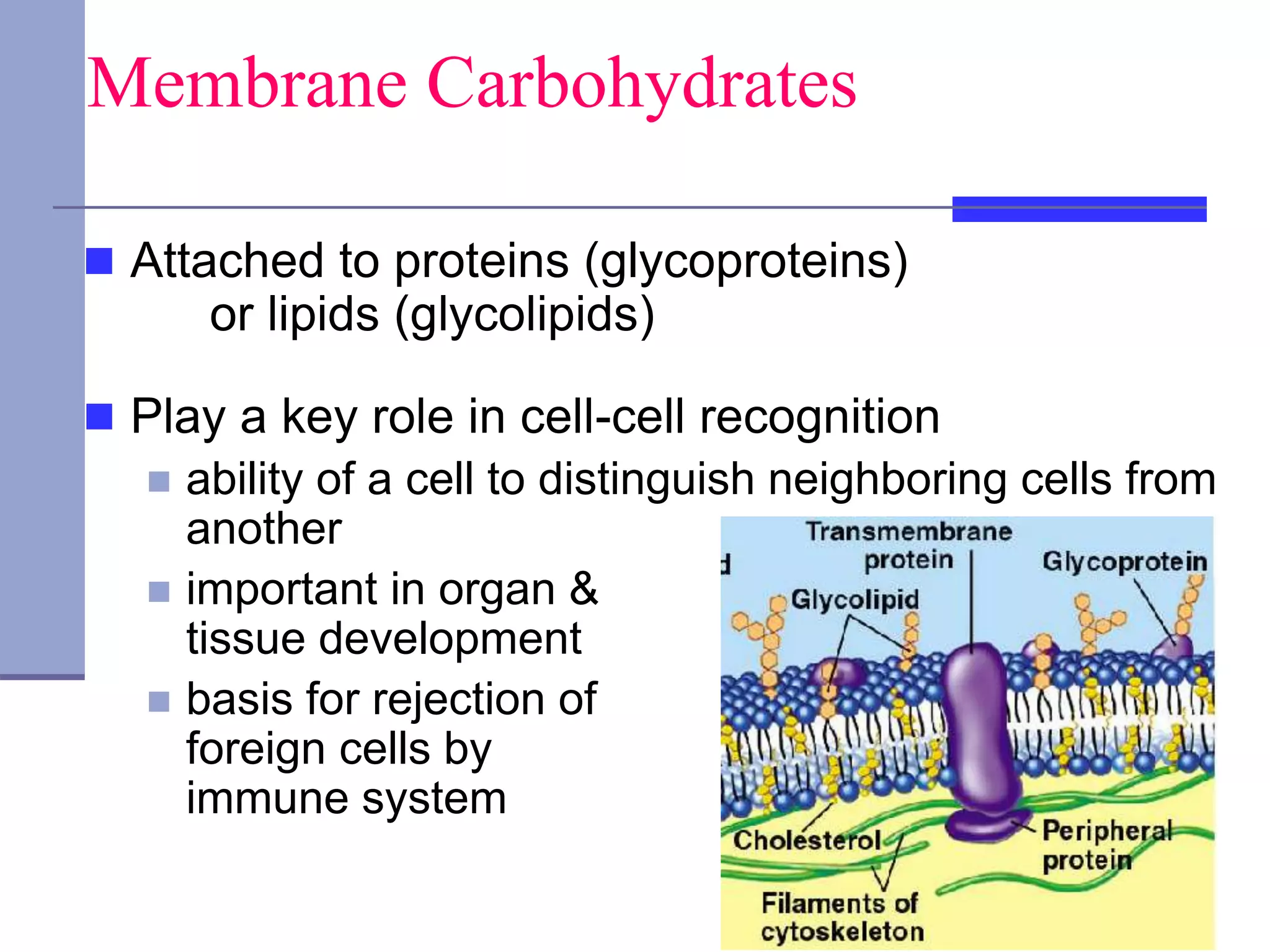 Cell Membrane Structure and Function.ppt