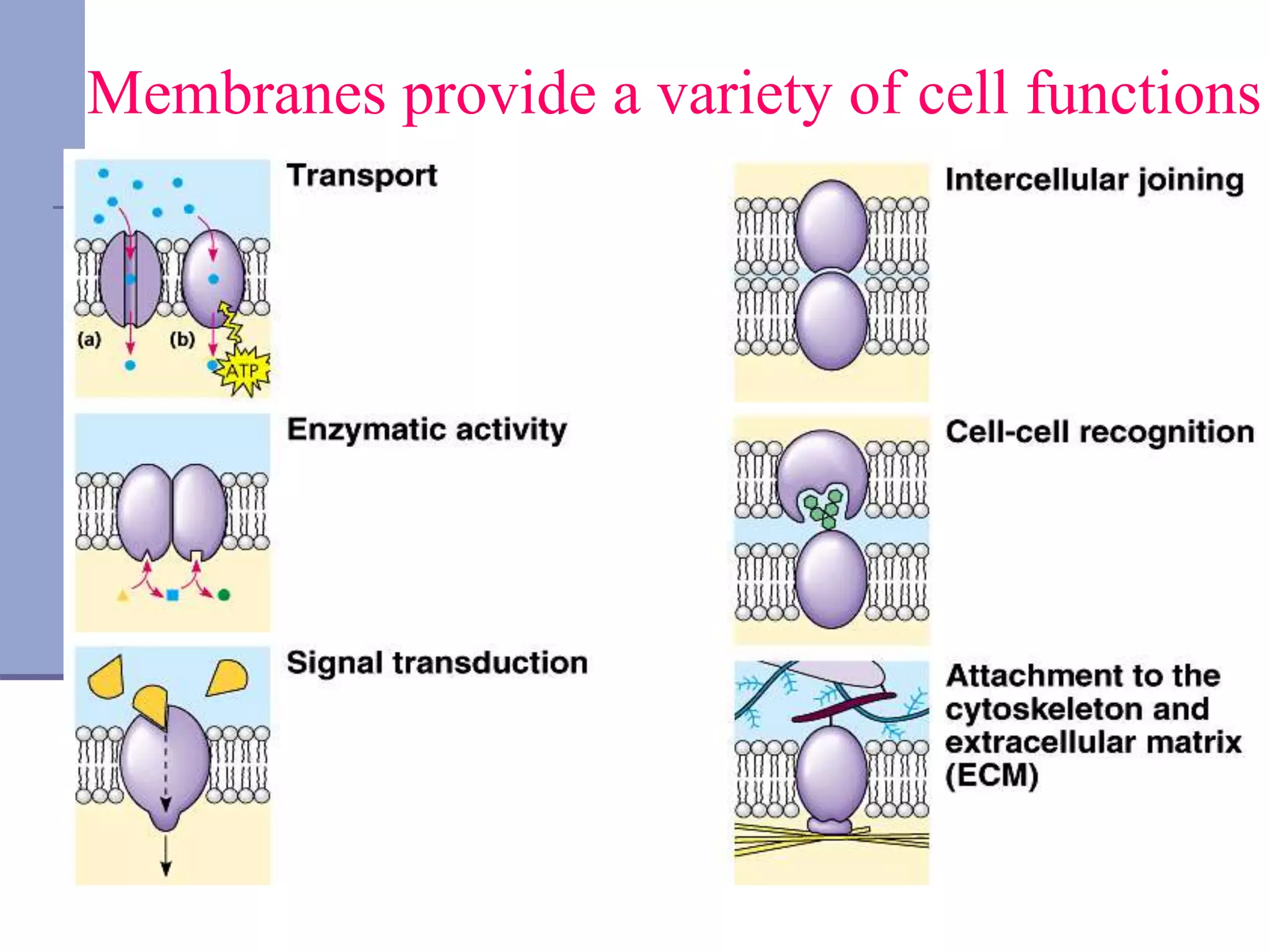 Cell Membrane Structure and Function.ppt