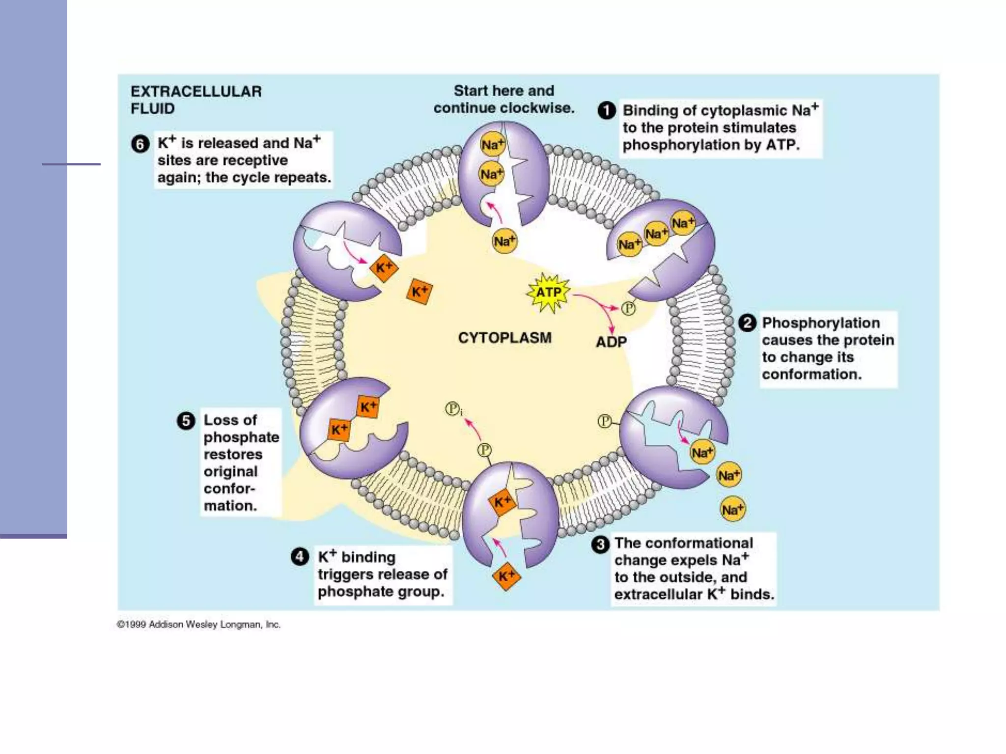 Cell Membrane Structure and Function.ppt