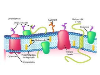 Cell Membrane Structure and Function.ppt