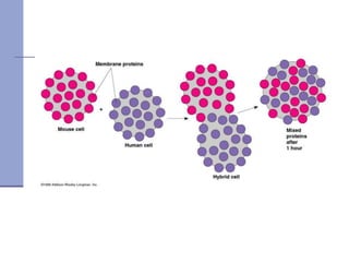Cell Membrane Structure and Function.ppt