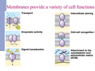 Cell Membrane Structure and Function.ppt